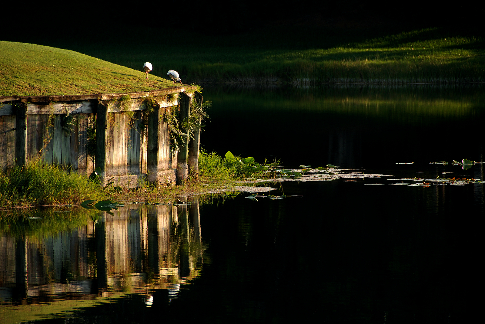Magic Light | Shutterbug